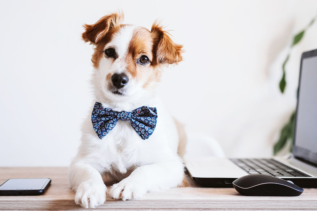 Top tips for bringing your dog to work – DOG by Dr Lisa