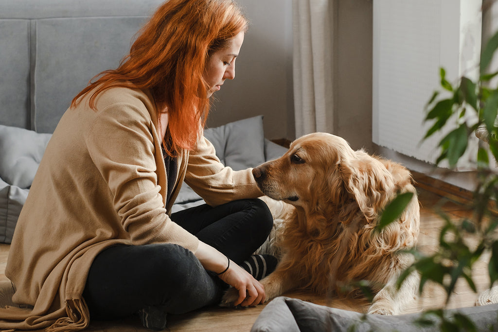 How to do a routine health check on your dog at home – DOG by Dr Lisa