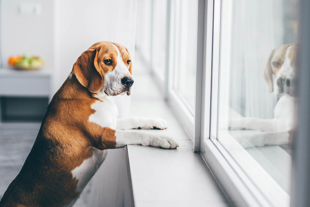 10 tips for when your dog is home alone – DOG by Dr Lisa
