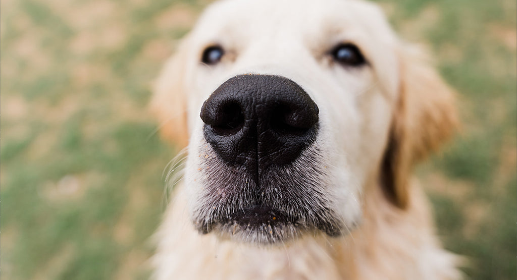 What your dog's nose says about their health – DOG by Dr Lisa