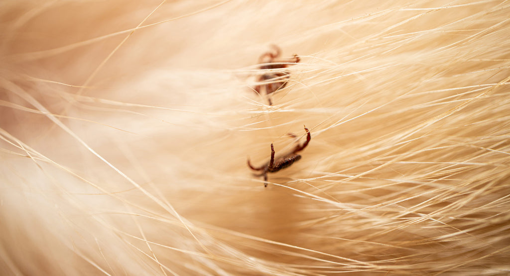 How to check for ticks – DOG by Dr Lisa