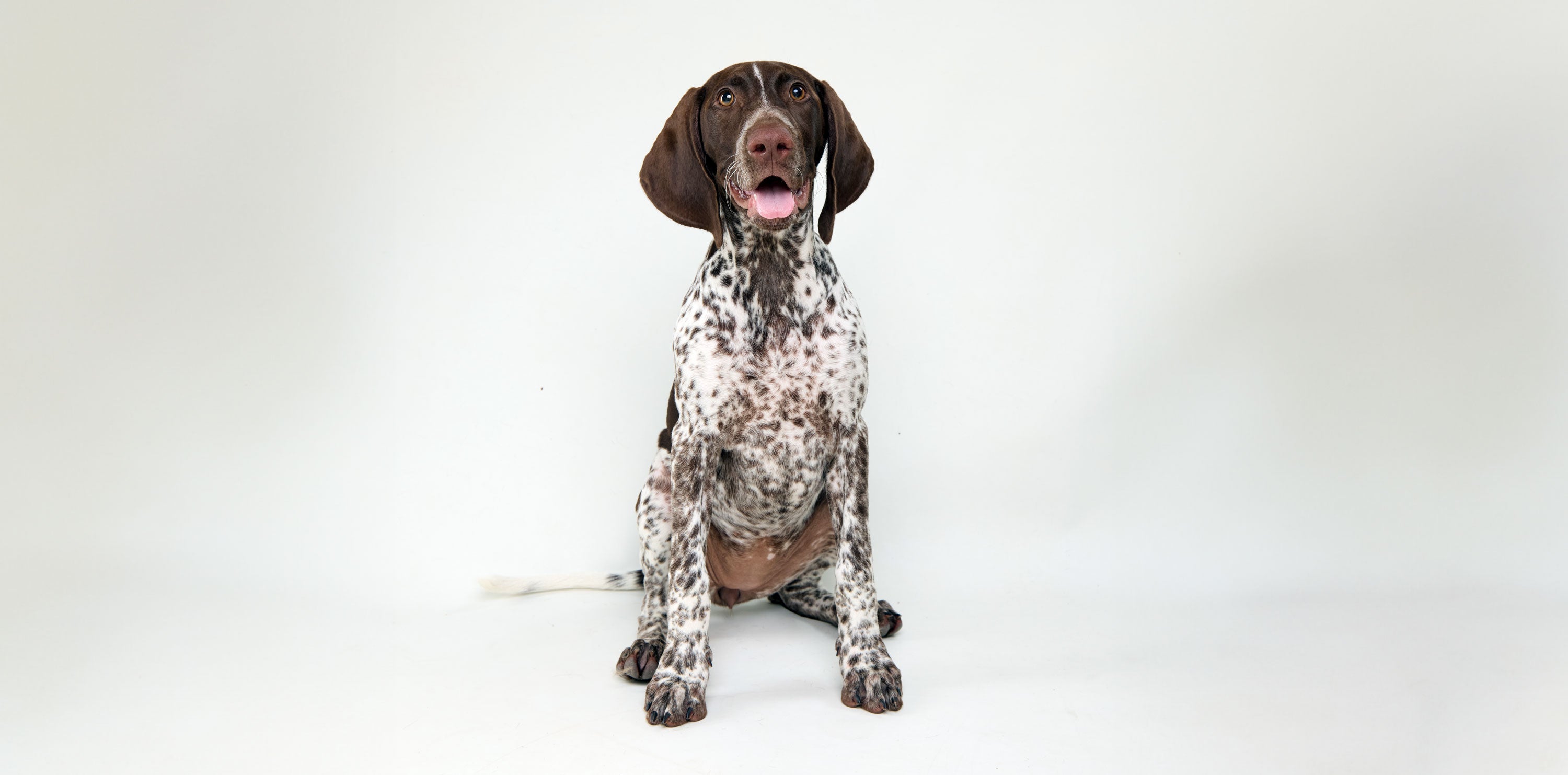 DOG Sensitive Skin Cream – DOG by Dr Lisa