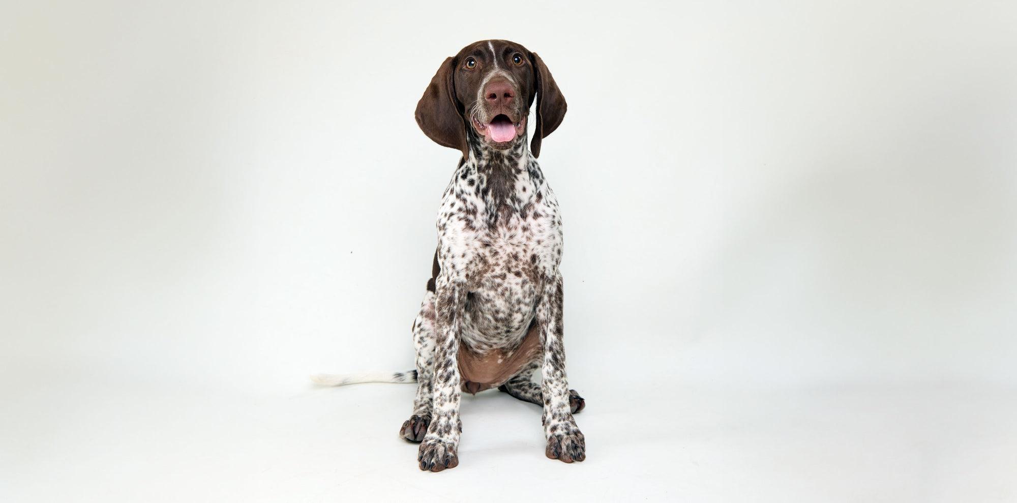 DOG Sensitive Skin Cream – DOG by Dr Lisa